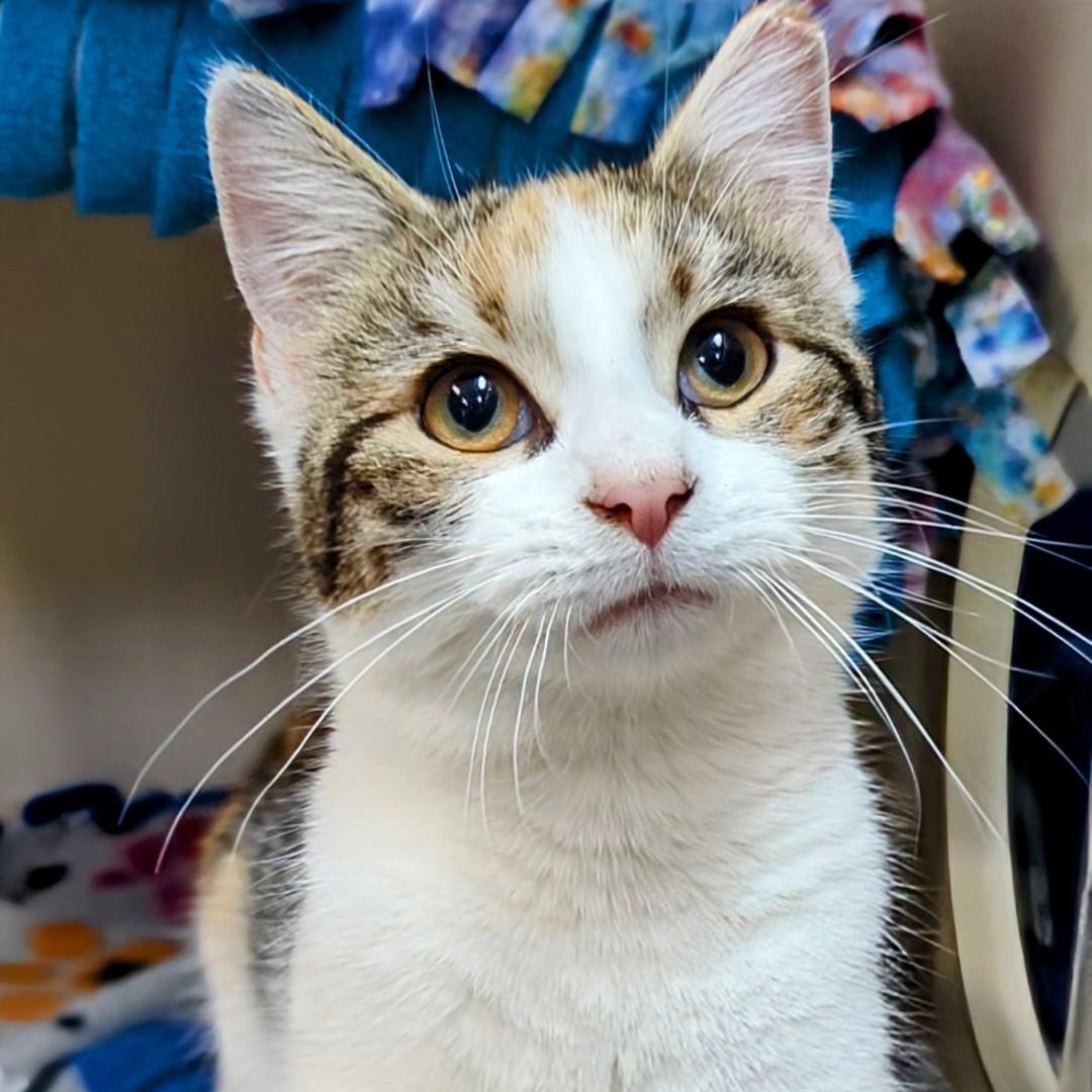 Cat for adoption - Lily, a Domestic Short Hair in West Jefferson, OH | Petfinder