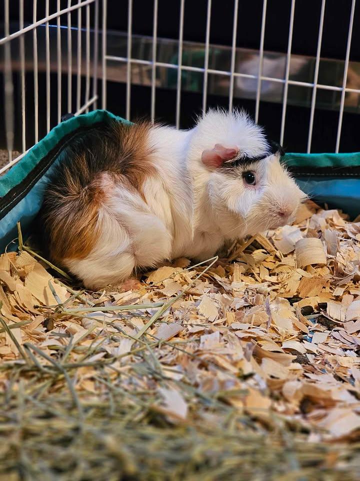 Guinea Pig for adoption - Hobbes, an Abyssinian in Fort Collins, CO ...