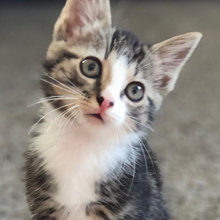 Cat for adoption - Hopper Katz CURIOUS AND FUN, an American Wirehair ...