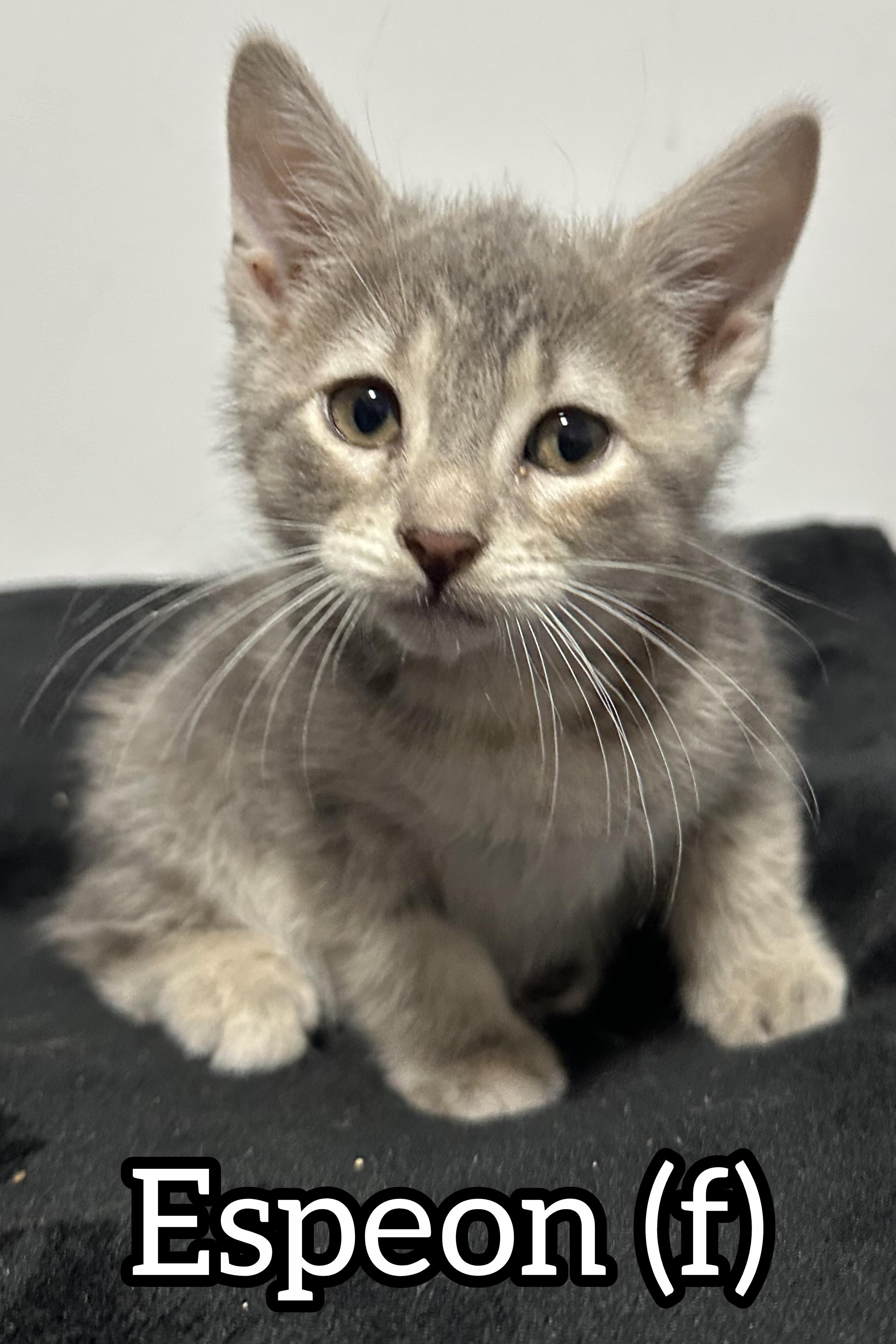 Cat for adoption - Pre-Adoption: Espeon, a Domestic Short Hair in ...