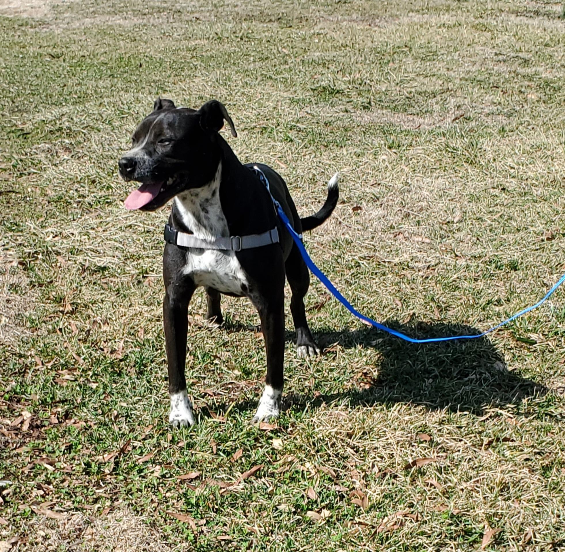 Dog for adoption - Rolo, an American Staffordshire Terrier & Labrador ...