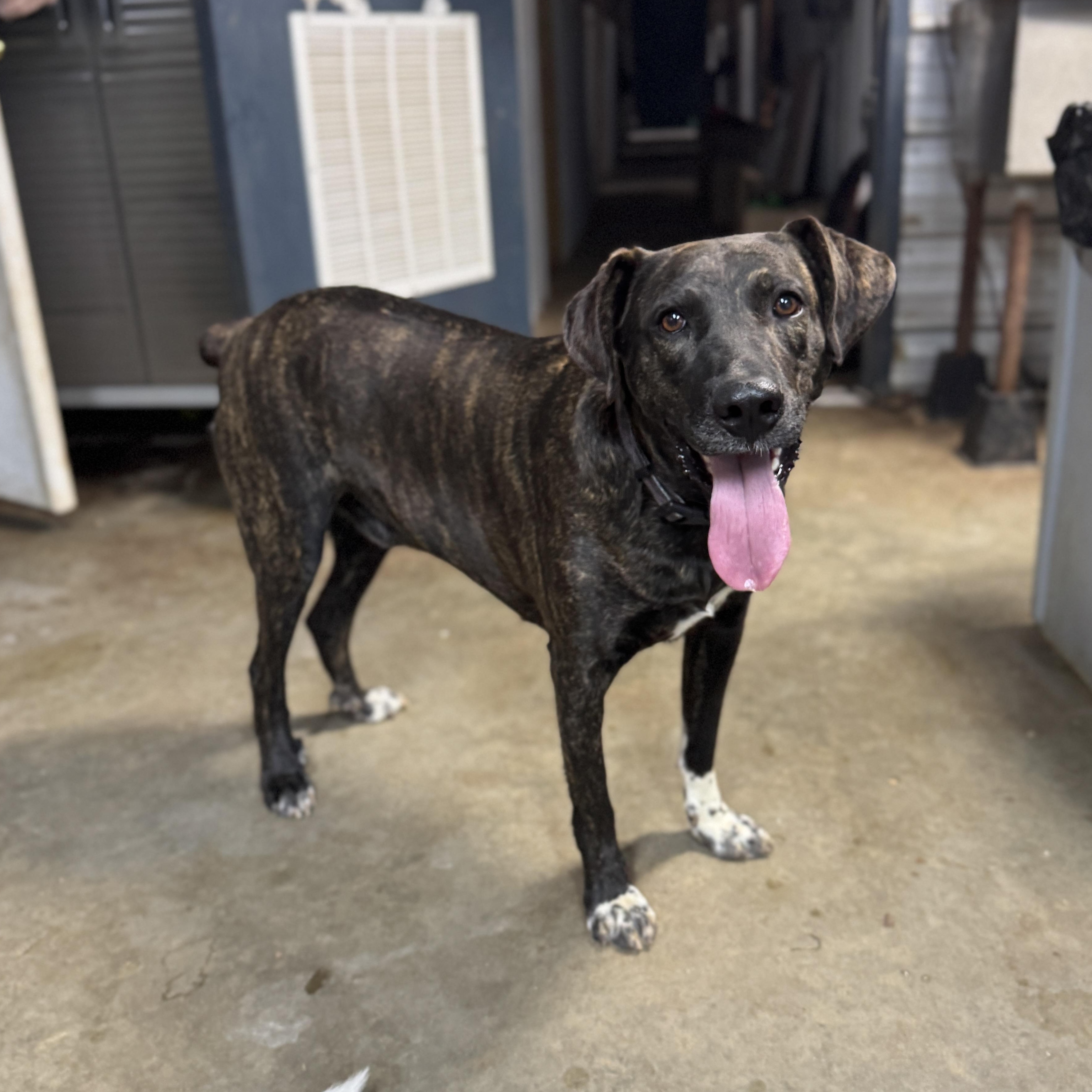 Dog for adoption - Rooster, a German Shorthaired Pointer & Great ...