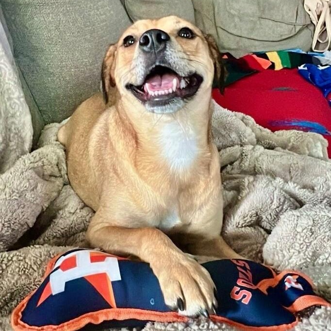 Dog for adoption - Sandy Cheeks, a Chihuahua & Pug Mix in Montreal, QC ...