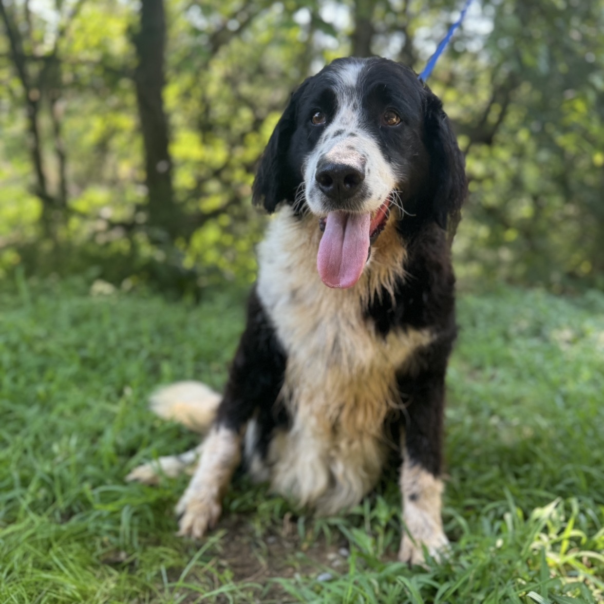 Dog for adoption - Peppi - Transport, a Bernese Mountain Dog Mix in ...
