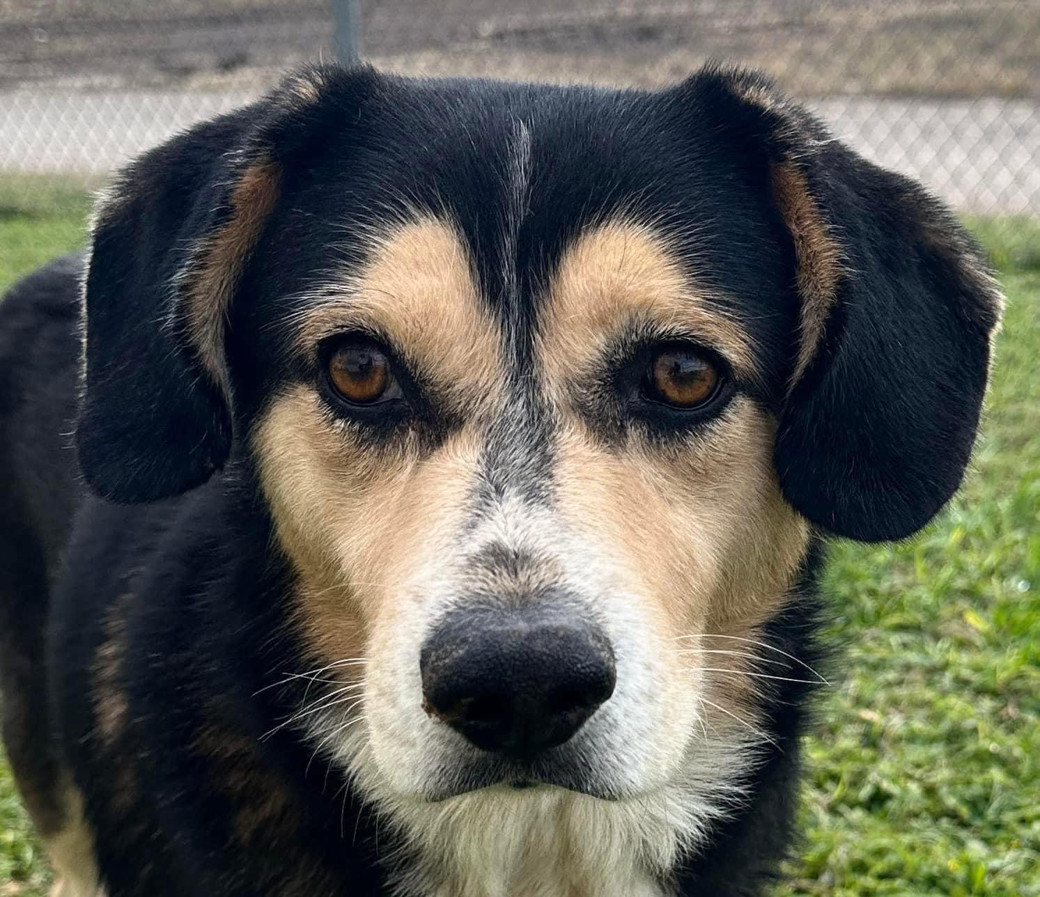 Dog for adoption - Kirby, a Beagle & Shepherd Mix in Temple, TX | Petfinder