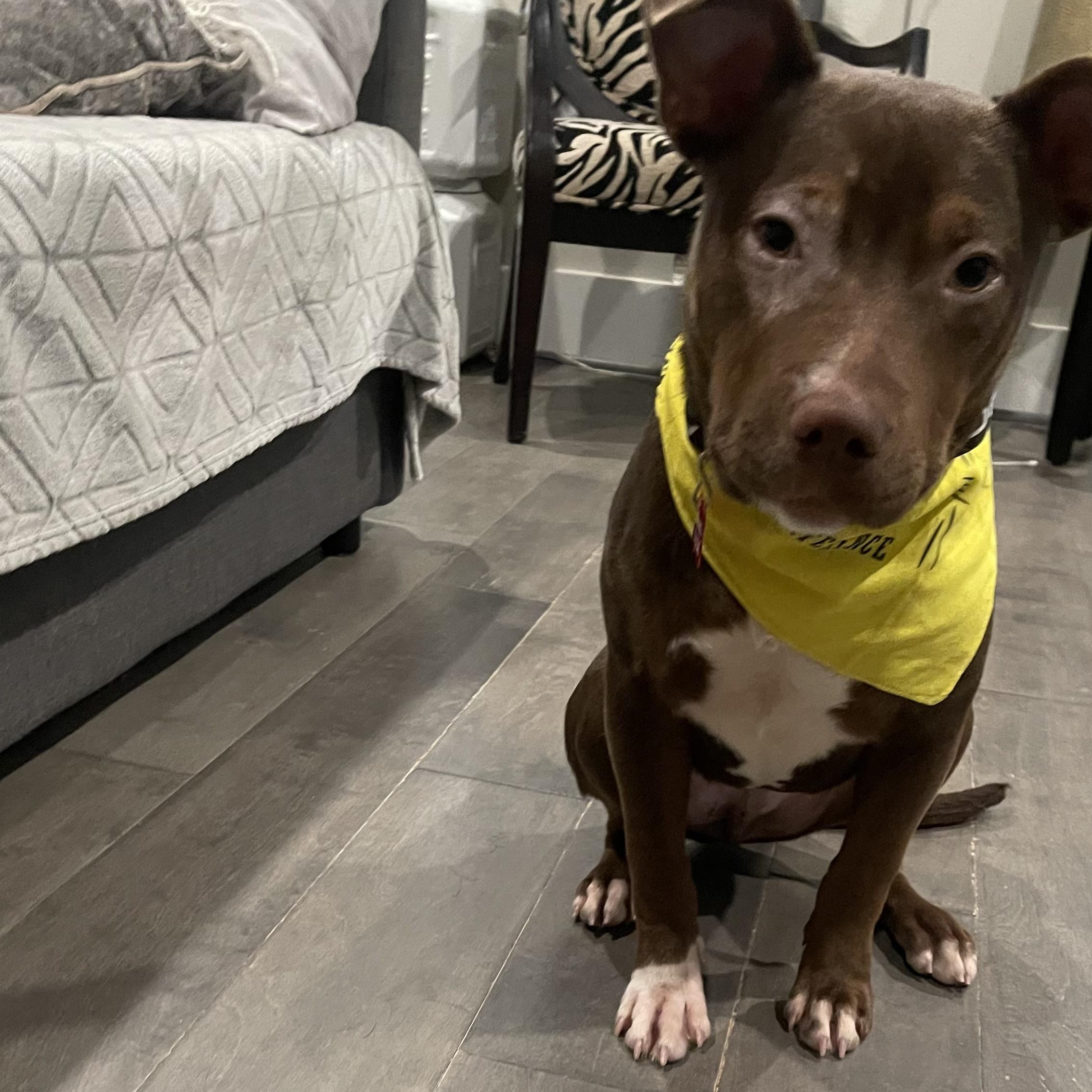 Dog for adoption - Rusty, a Pit Bull Terrier in Raleigh, NC | Petfinder