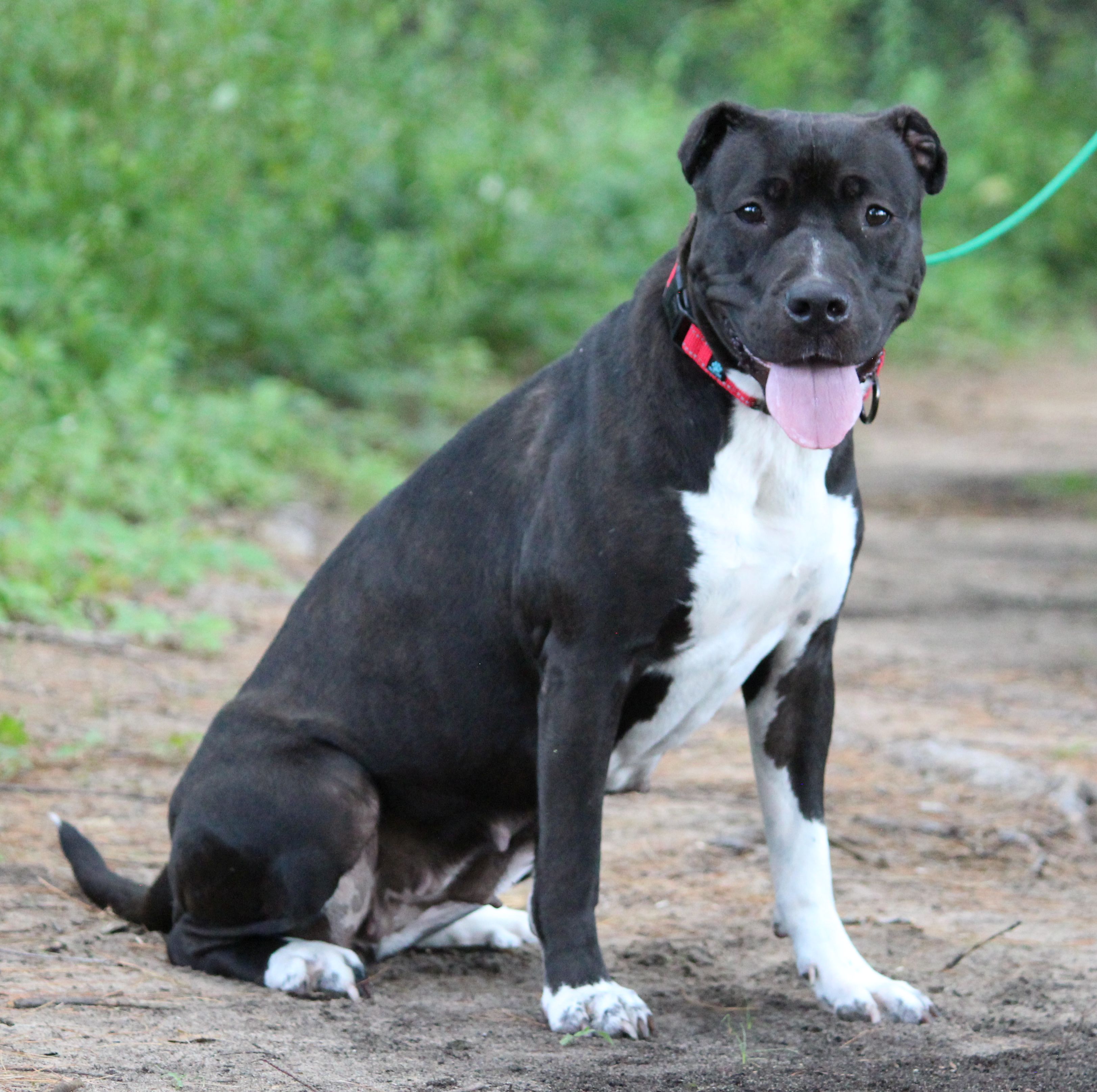 Dog for adoption - Wynn, a Pit Bull Terrier Mix in Portage, WI | Petfinder
