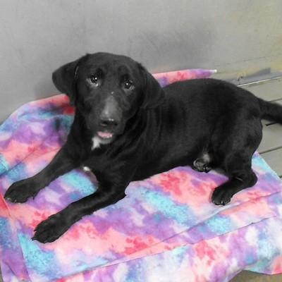 Dog for adoption - Mosley (3954A), a Labrador Retriever & Basset Hound ...