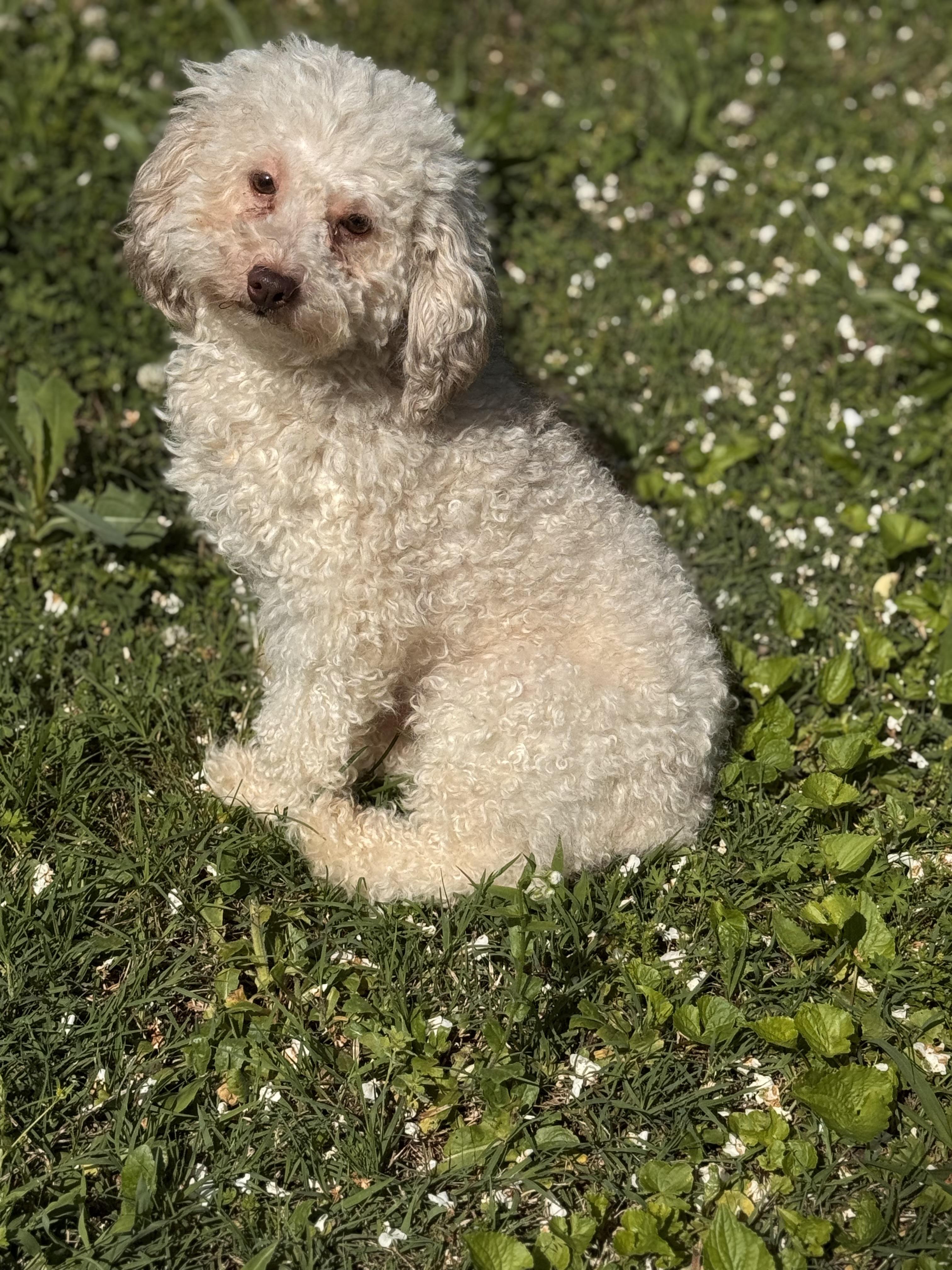 Dog for adoption - Bert, a Miniature Poodle in Sequatchie, TN | Petfinder