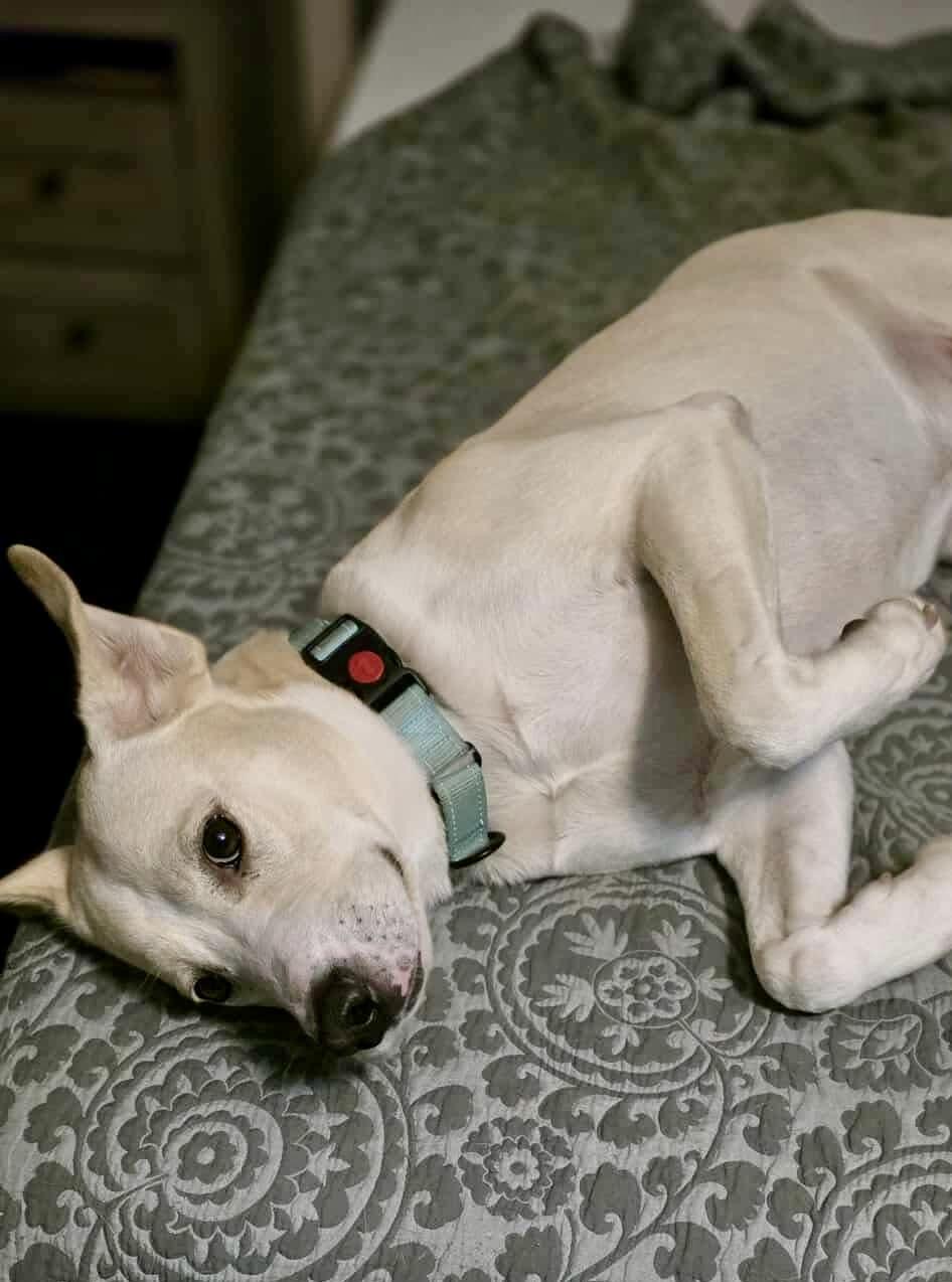 Dog for adoption - Banjo, a Labrador Retriever & Husky Mix in Boulder ...