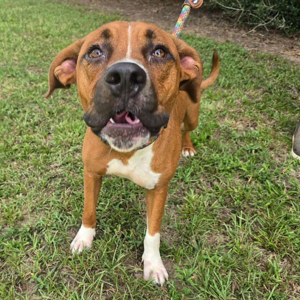 Dog for adoption - Jebb, a Boxer Mix in Colorado Springs , CO | Petfinder