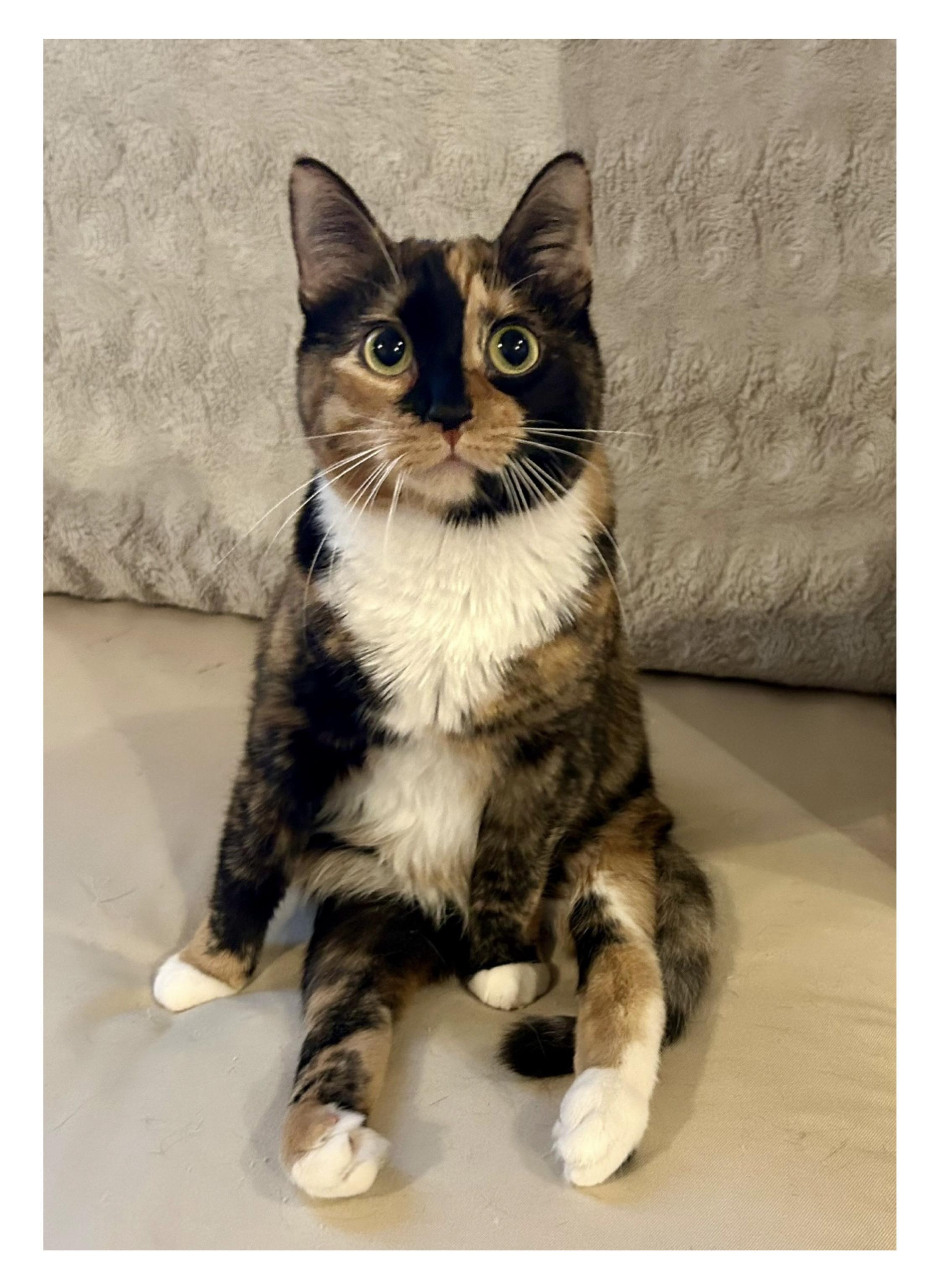 Cat for adoption - Olive, a Domestic Medium Hair in Decatur, IL | Petfinder