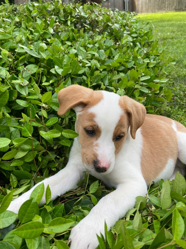Dog for adoption - Albert, a Finnish Spitz & Samoyed Mix in Troy, MI ...