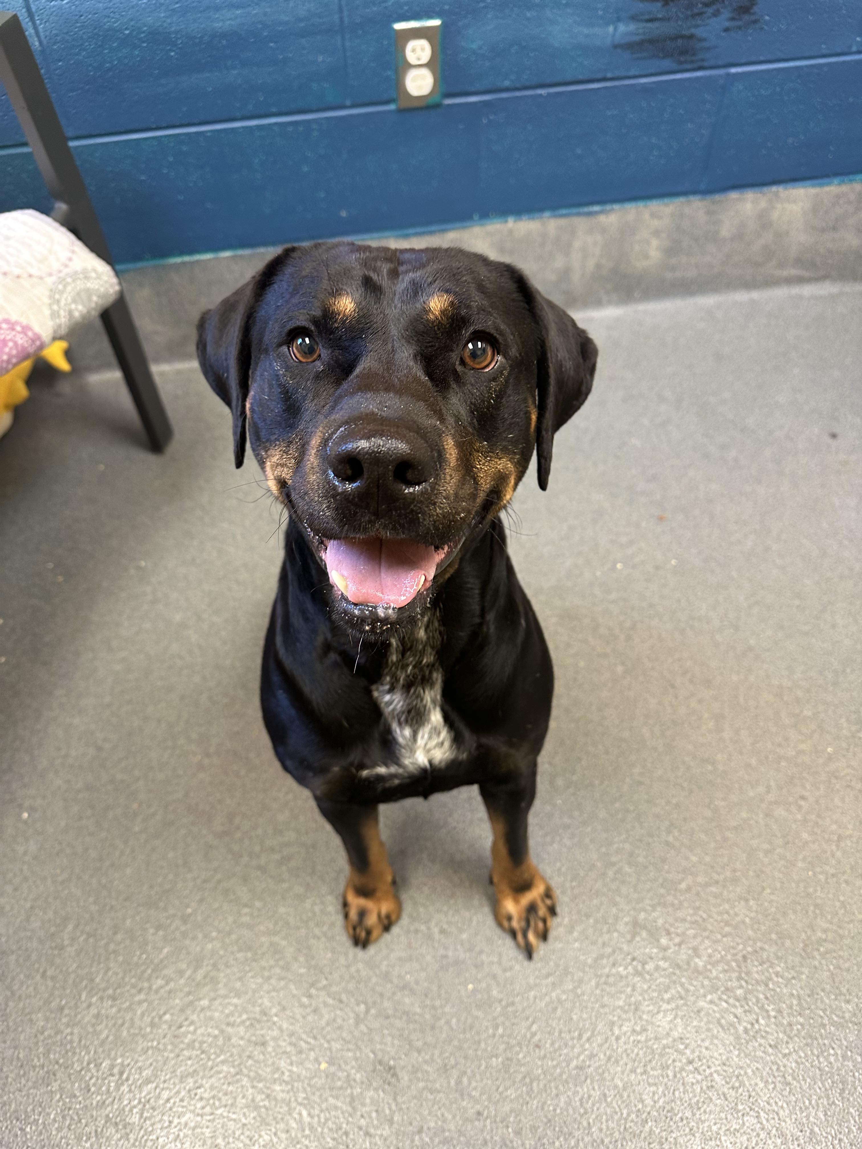 Dog for adoption - Atilla - ADOPTED!!, a Labrador Retriever ...