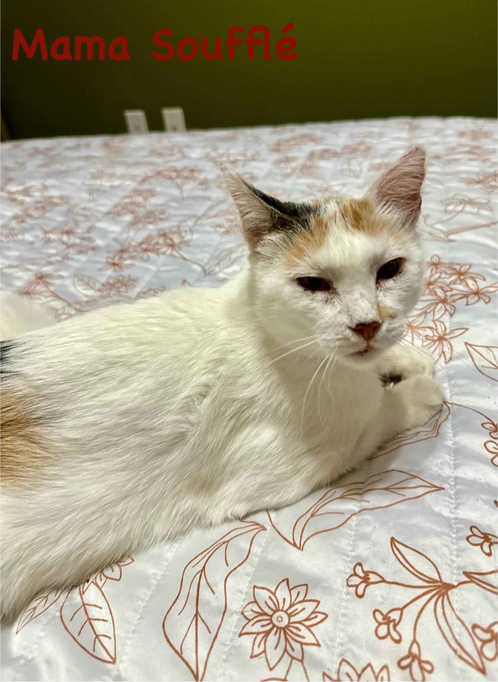 Cat for adoption - Mama Soufflé, a Domestic Short Hair in Lacona, NY ...