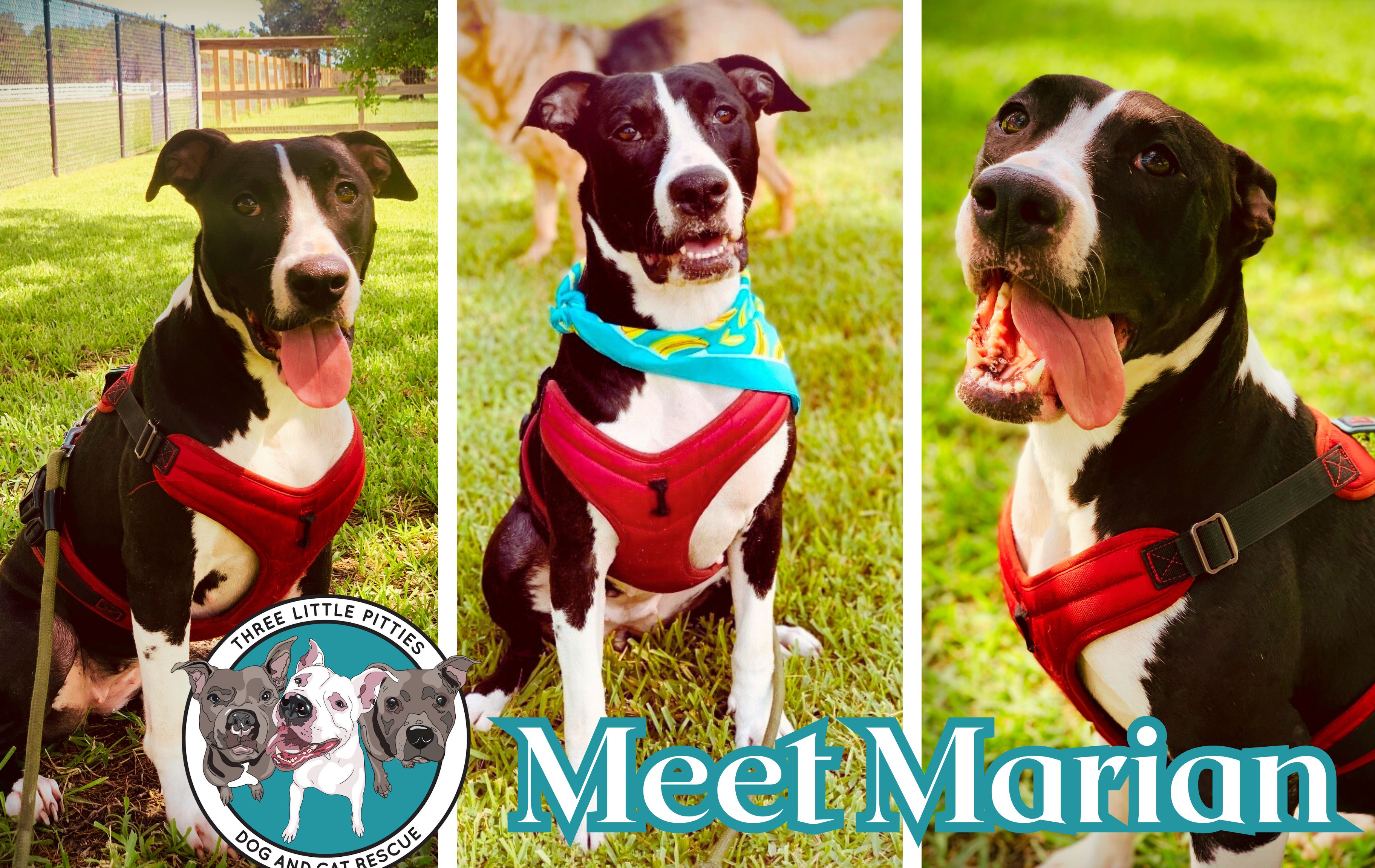 Dog for adoption - Marian Star of the Sea, a Pit Bull Terrier ...