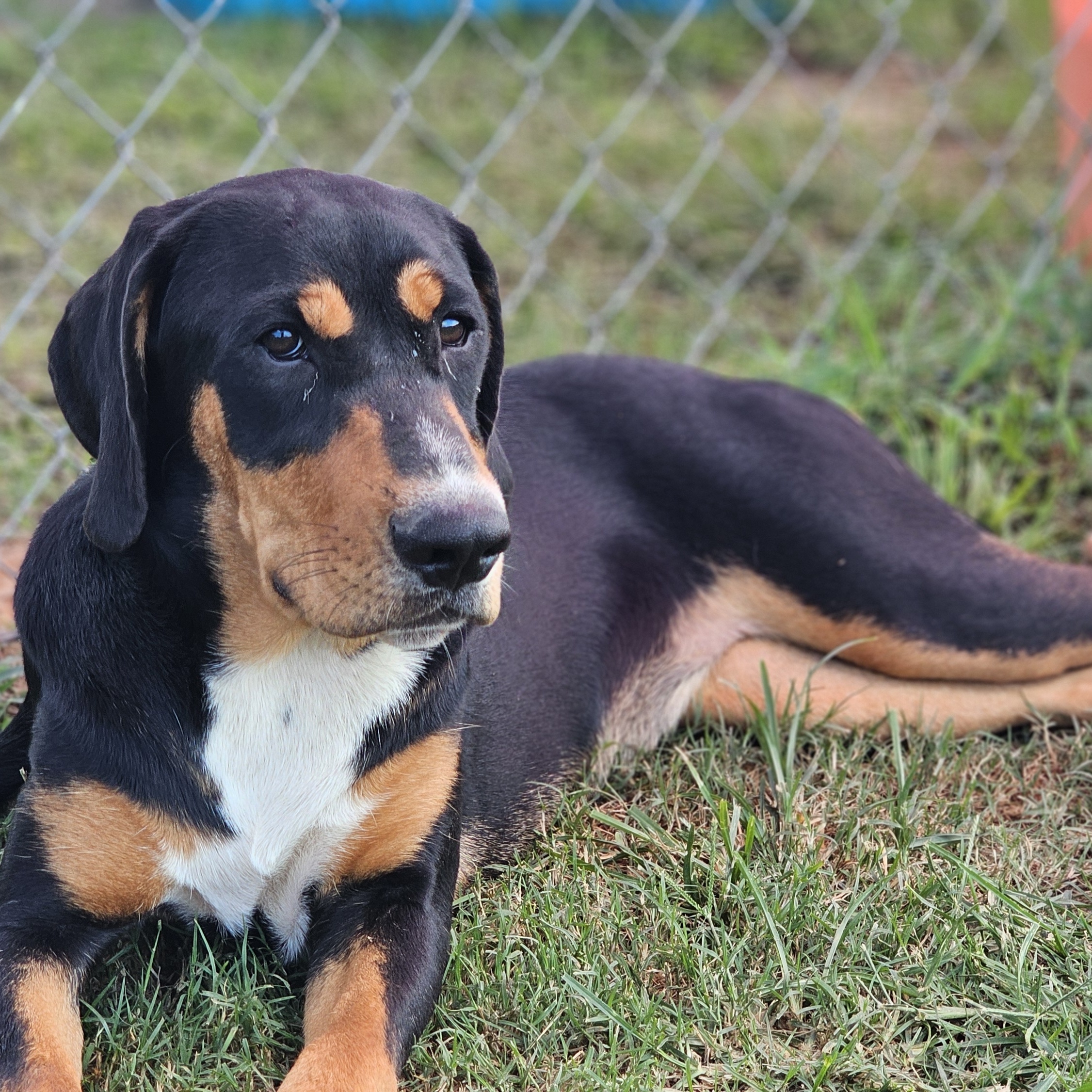 Dog for adoption - Val, a Plott Hound & Labrador Retriever Mix in ...