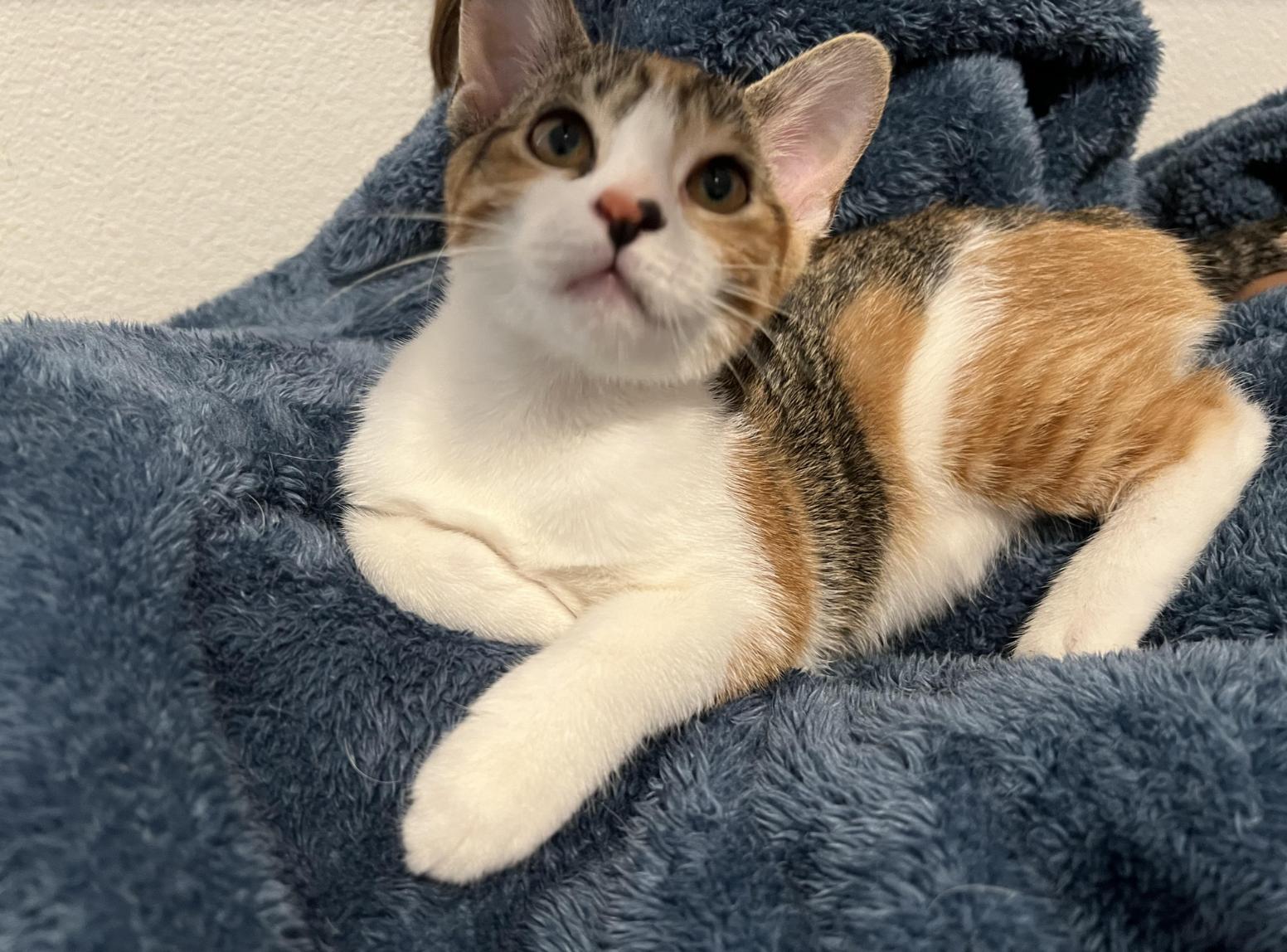 Cat for adoption - Tai, a Domestic Medium Hair & Calico Mix in Wills ...