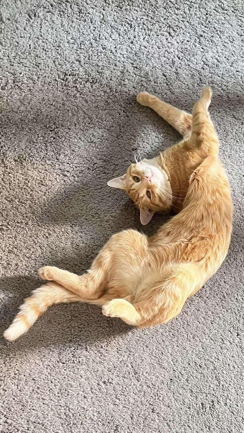 Cat for adoption - Travis - not just Tay's bf - he is super sweetie ...