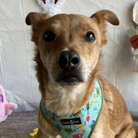 Dog for adoption - Tanner, a Labrador Retriever & Shepherd Mix in Las Vegas, NV | Petfinder