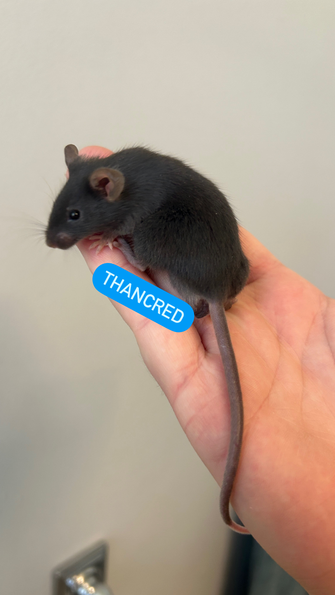 Mouse for adoption - Thancred, a Mouse in Minneapolis, MN | Petfinder