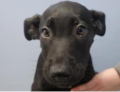 Dog for adoption - CELINE, a Belgian Shepherd / Malinois & Great Dane ...