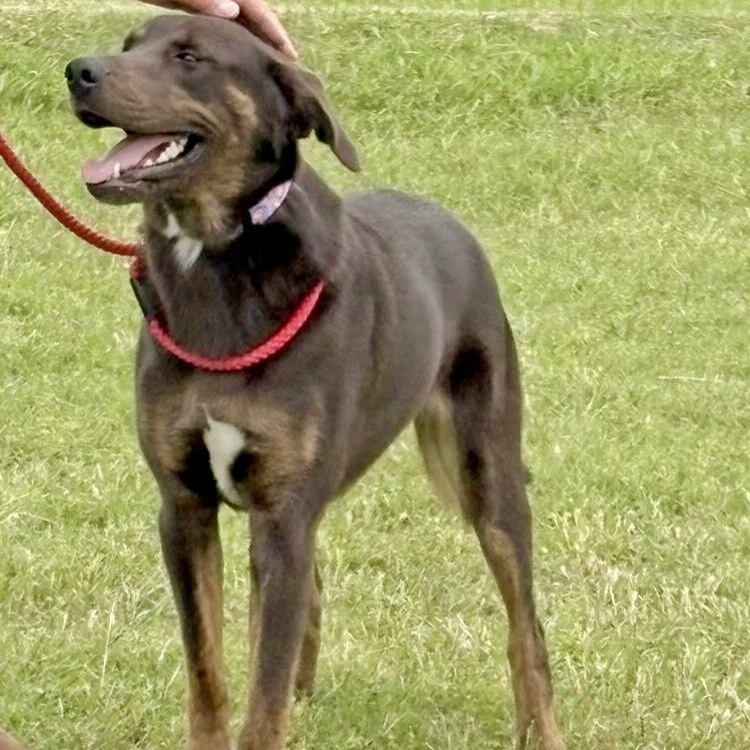 Dog for adoption - River, a Doberman Pinscher & Labrador Retriever Mix ...