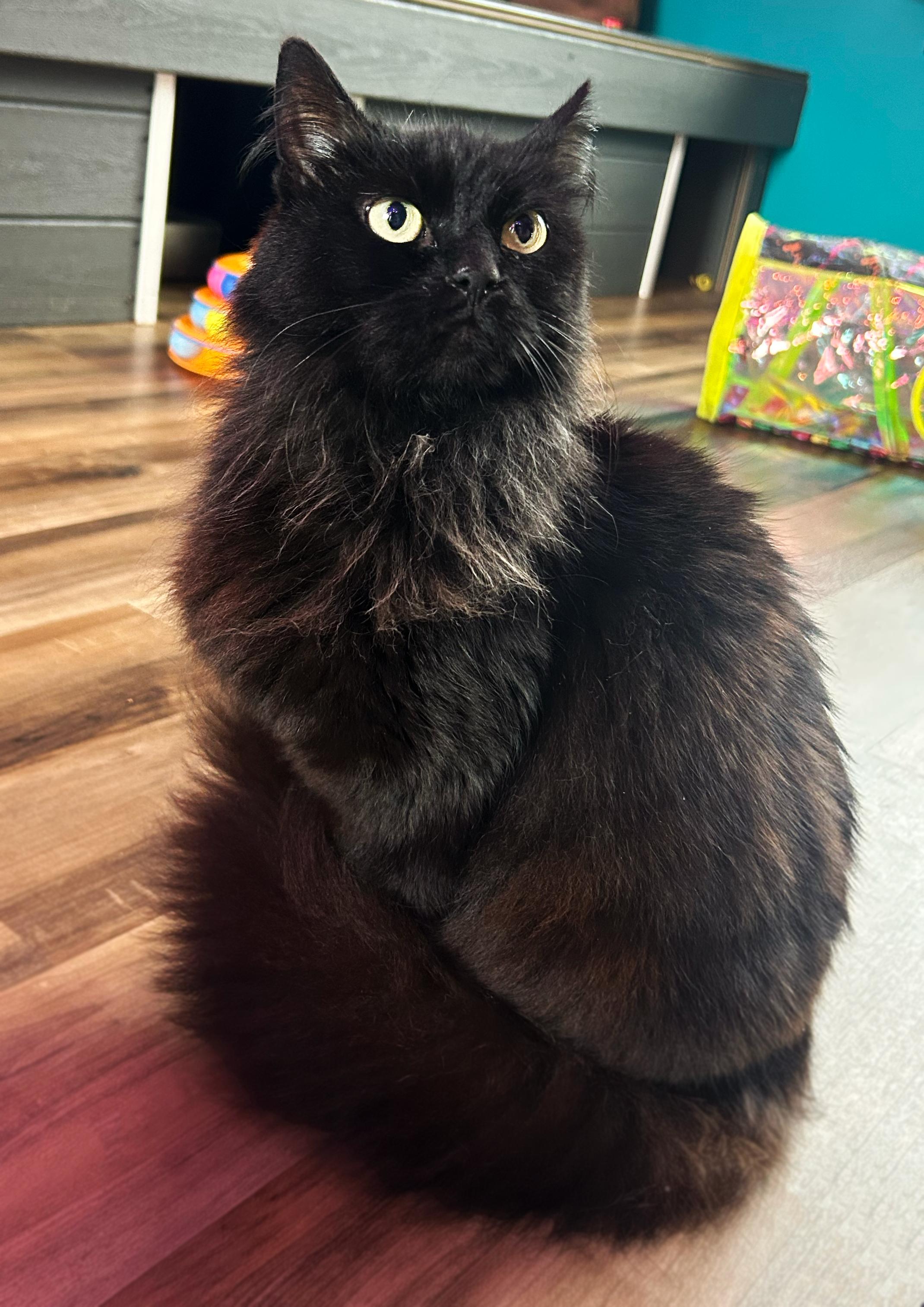 Cat for adoption - Ashlee, a Domestic Long Hair in Asheville, NC ...