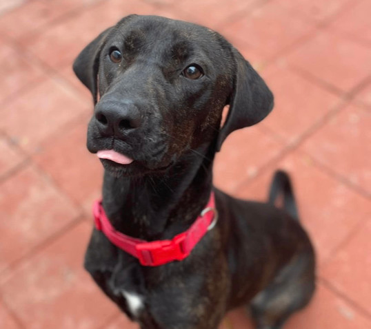 Dog for adoption - Torro, a Black Labrador Retriever Mix in Grand ...
