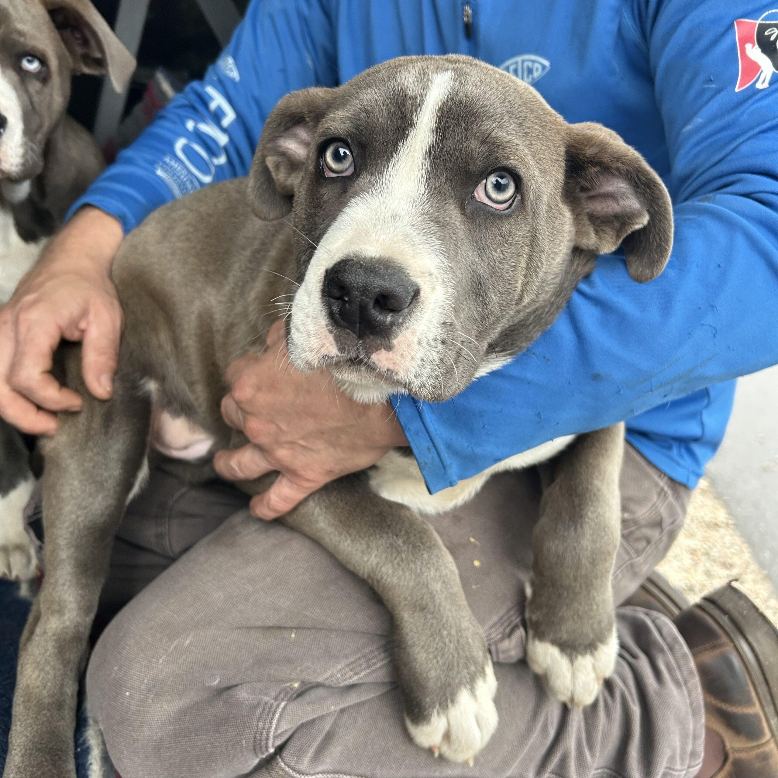 Dog for adoption - Boozer, a Cane Corso Mix in Providence, RI | Petfinder
