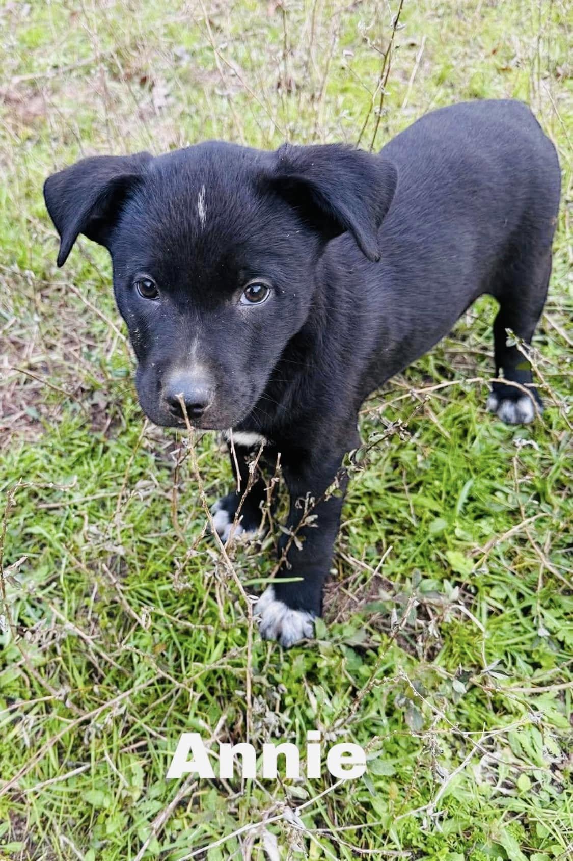 Dog for adoption - black lab mix puppies, a Black Labrador Retriever Mix in Brattleboro, VT ...