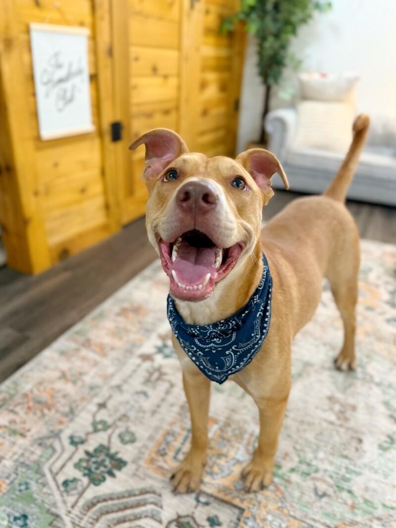 Dog for adoption - Buck Breezy the Sweet Family Boy, a Carolina Dog ...