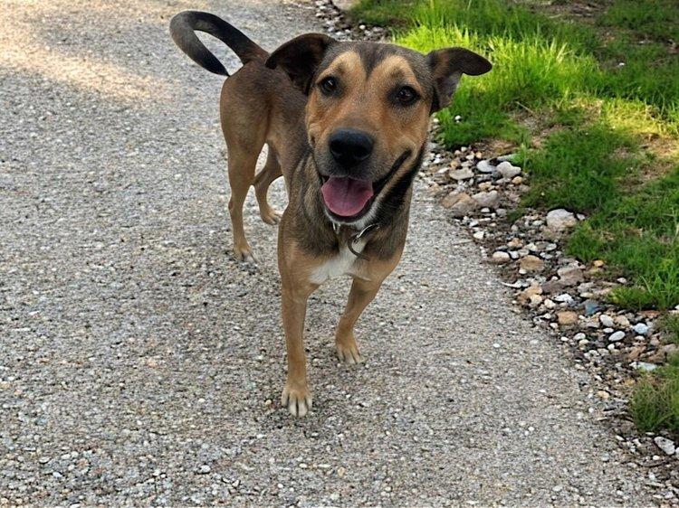 Dog for adoption - Jasper, a Mixed Breed in Los Angeles, CA | Petfinder