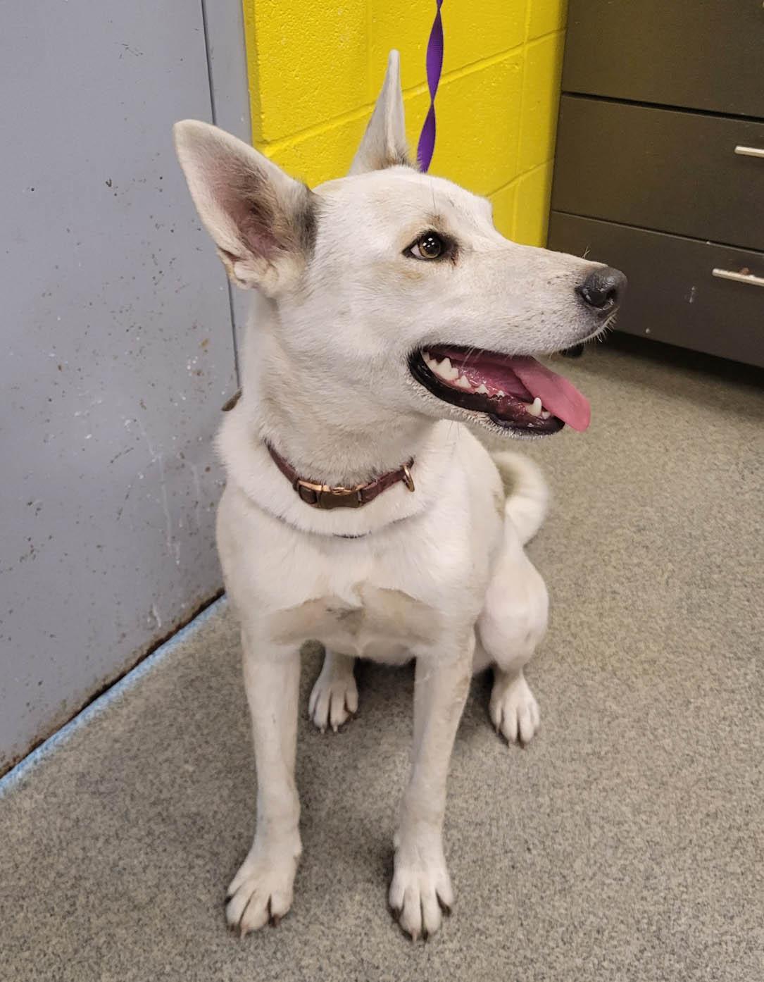 Dog for adoption - Nica, a Shepherd Mix in Plaquemine, LA | Petfinder