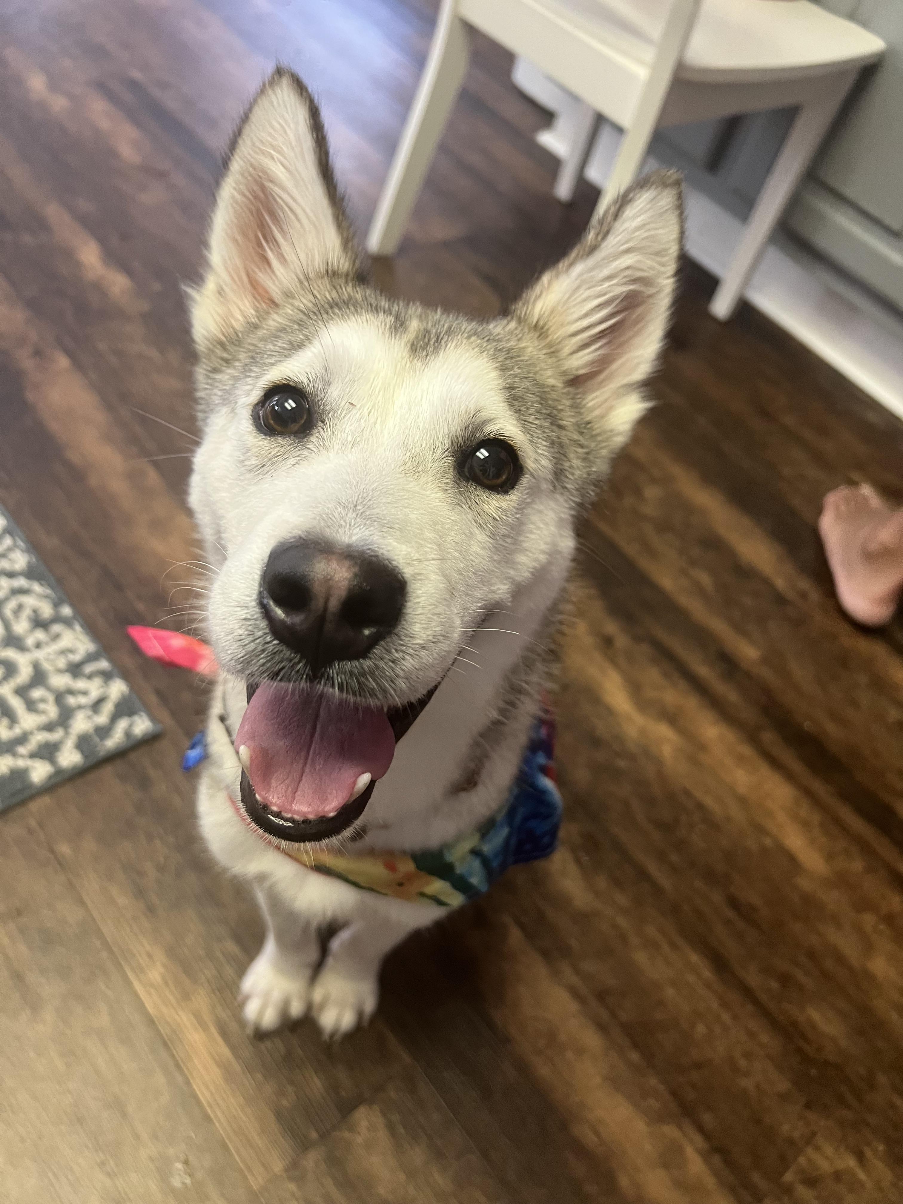 Dog for adoption - Alex the Great, a Siberian Husky Mix in Batavia, OH ...