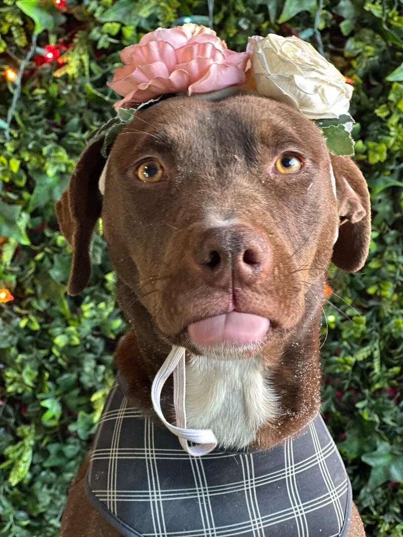 Dog for adoption - Roxy, a Chocolate Labrador Retriever Mix in Reno, NV ...