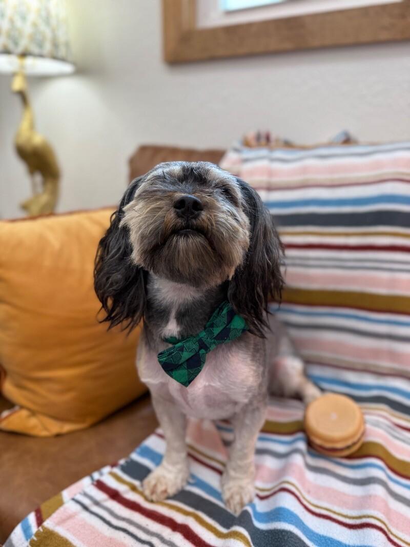 Dog for adoption - Doge Lippe, a Shih Tzu & Maltese Mix in Delta, BC ...