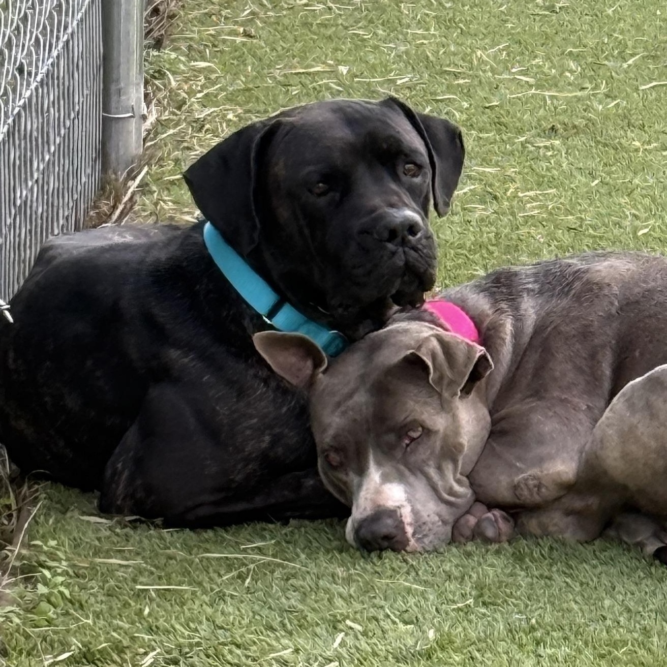 Dog for adoption - Rufio, a Cane Corso Mix in Austin, TX | Petfinder