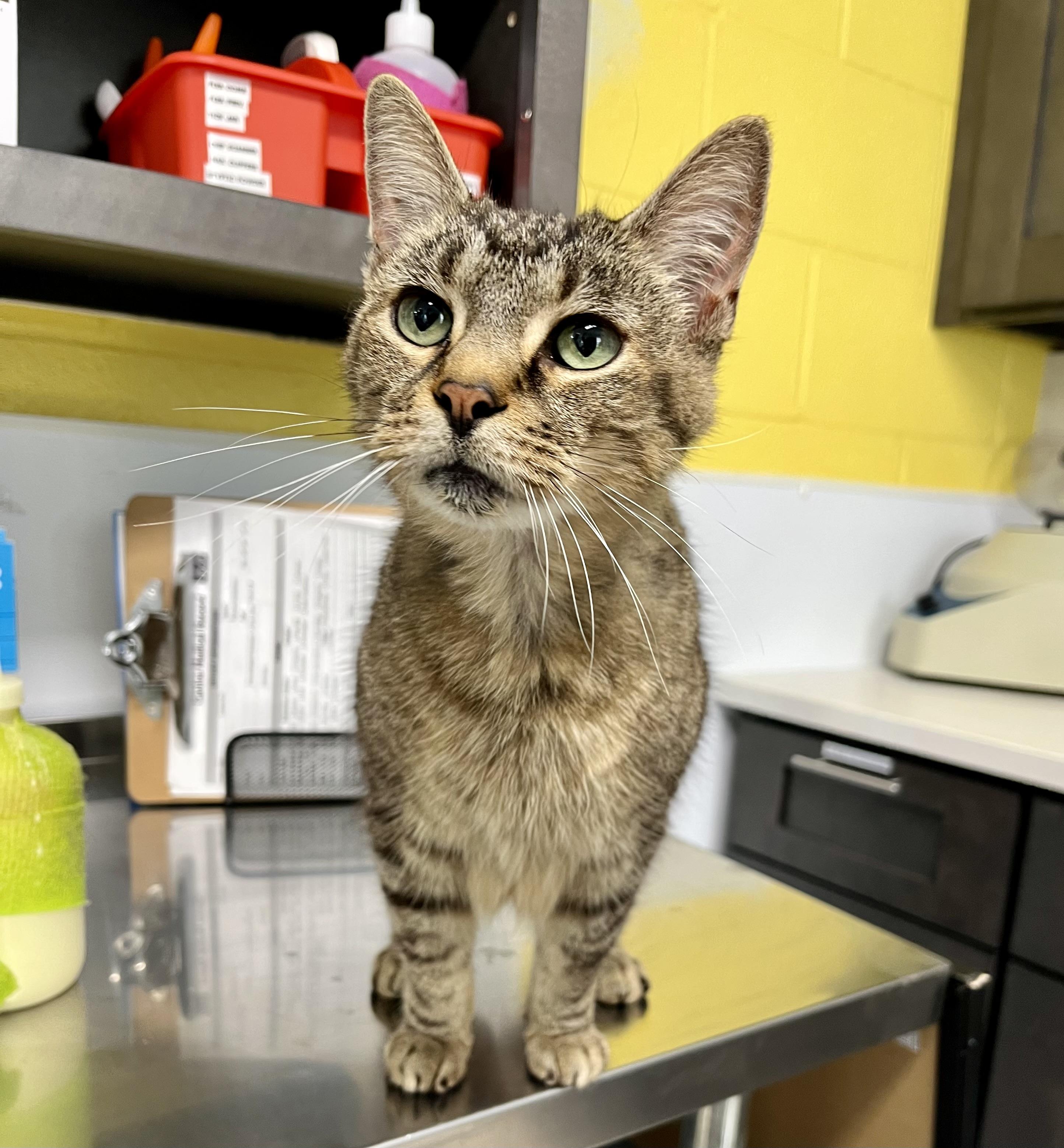 Cat for adoption - Scrawny Ronny, a Domestic Short Hair in Wooster, OH ...