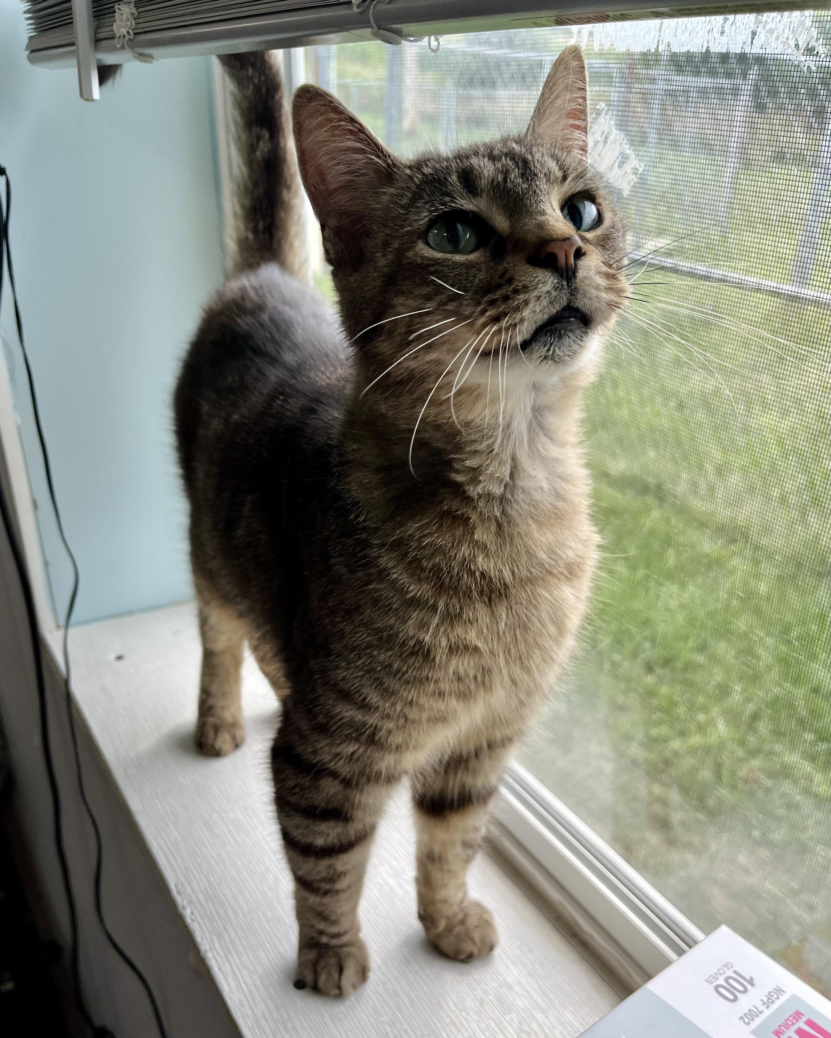 Cat for adoption - Scrawny Ronny, a Domestic Short Hair in Wooster, OH ...