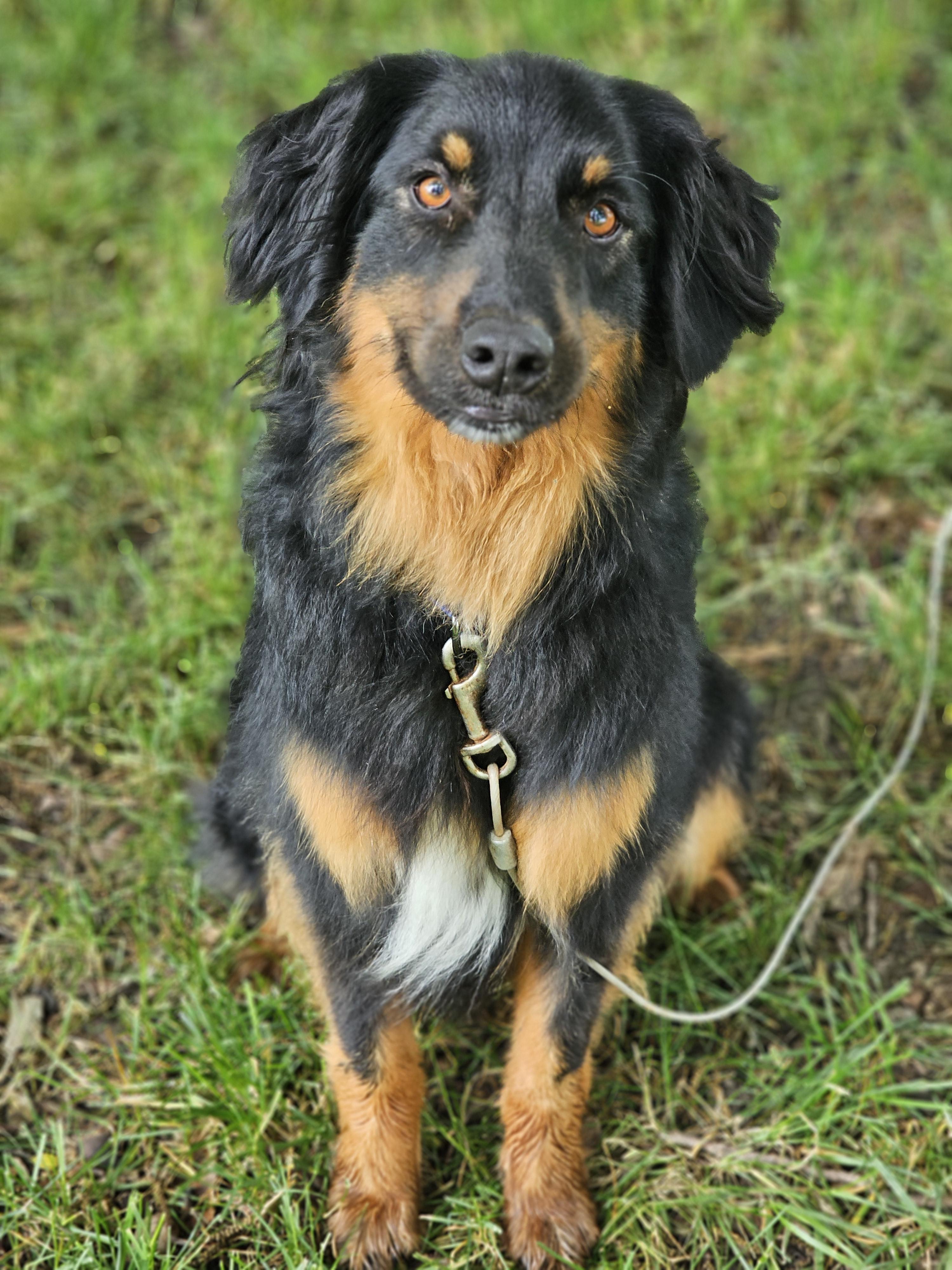 Dog for adoption - Simon, an Australian Shepherd in O Fallon, IL ...