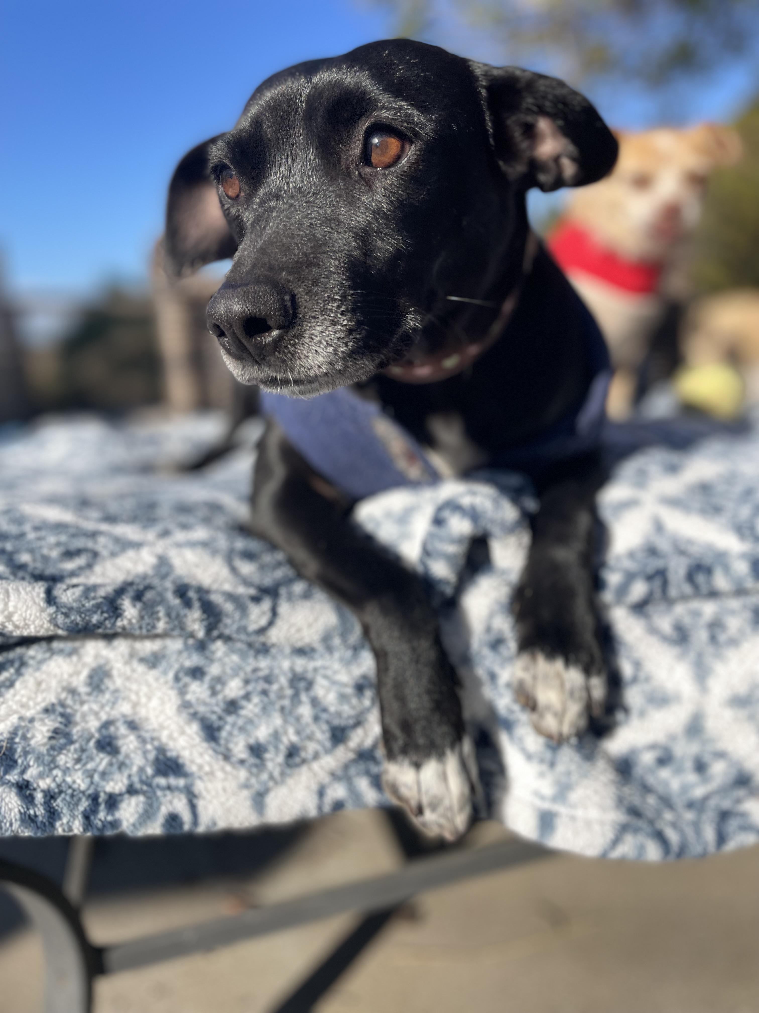 Dog for adoption - Penelope, a German Shorthaired Pointer & Black ...