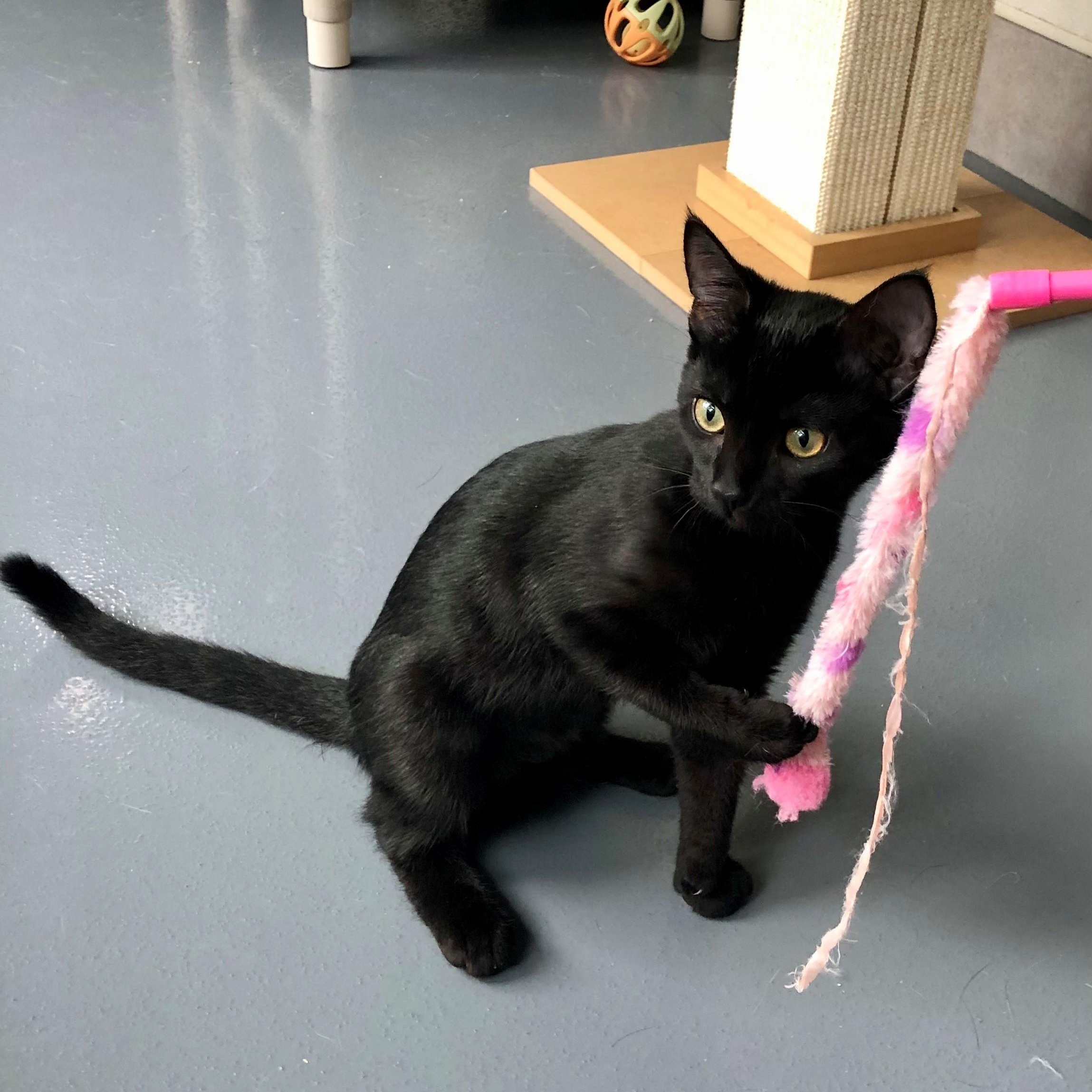 Cat for adoption - Ava, a Domestic Short Hair in Lodi, CA | Petfinder