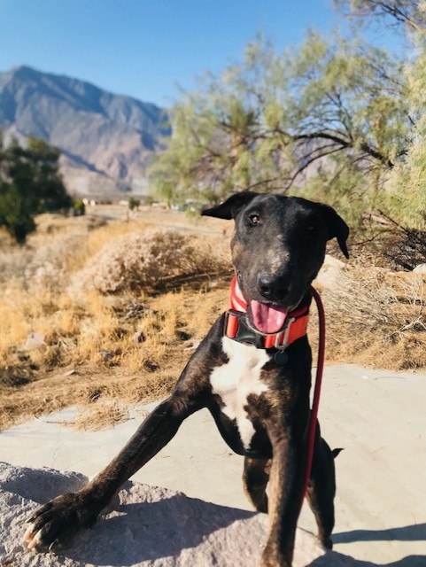 Dog for adoption - Chance, a Bull Terrier in Palm Desert, CA | Petfinder