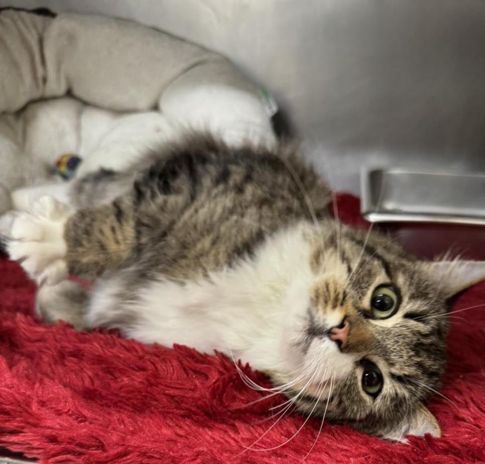 Cat for adoption - Acorn, a Domestic Short Hair in Paterson, NJ | Petfinder