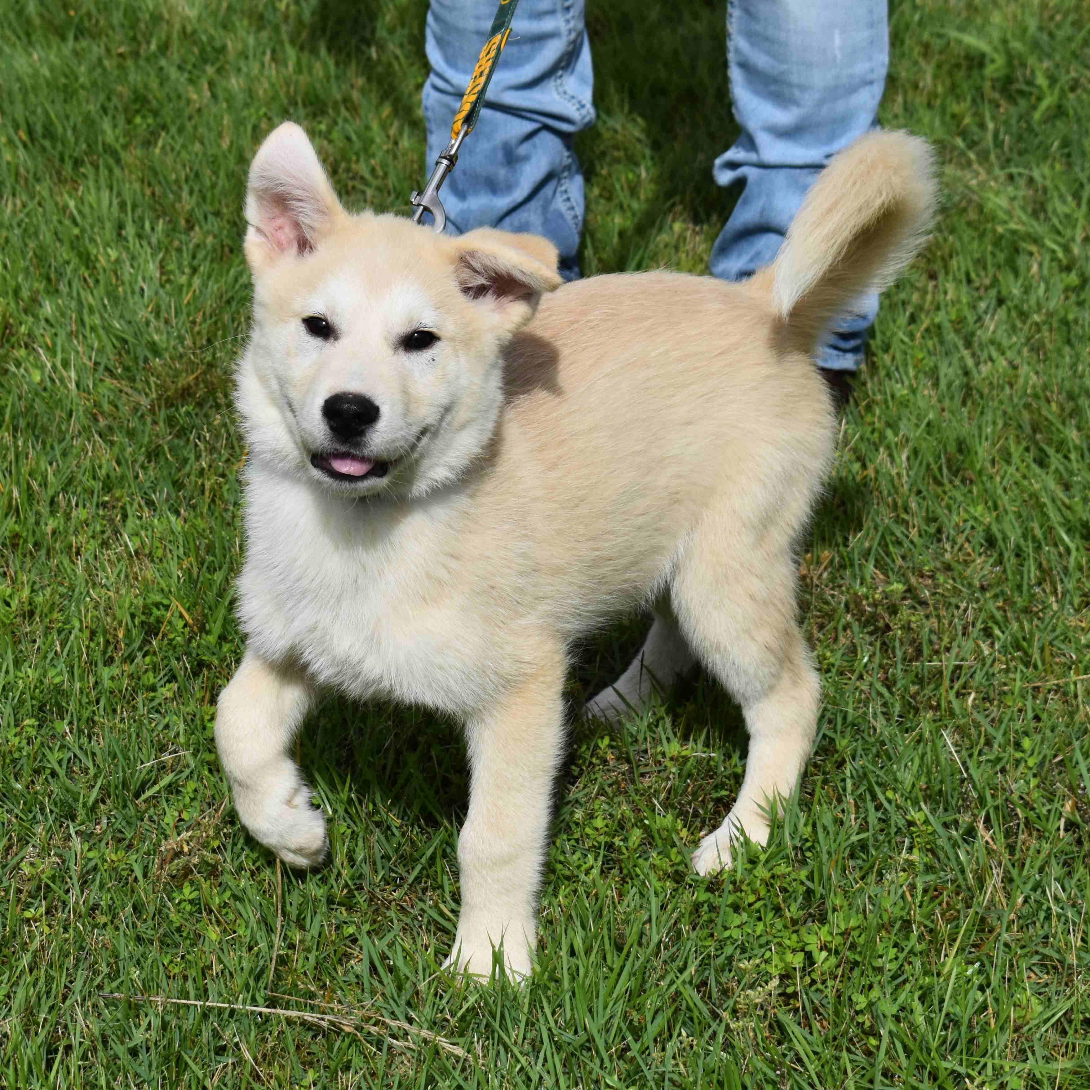 Dog for adoption - Cobalt, a Mixed Breed in Searcy, AR | Petfinder