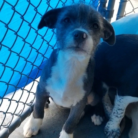 Dog for adoption - Krewe, a Mixed Breed in Aransas Pass, TX | Petfinder