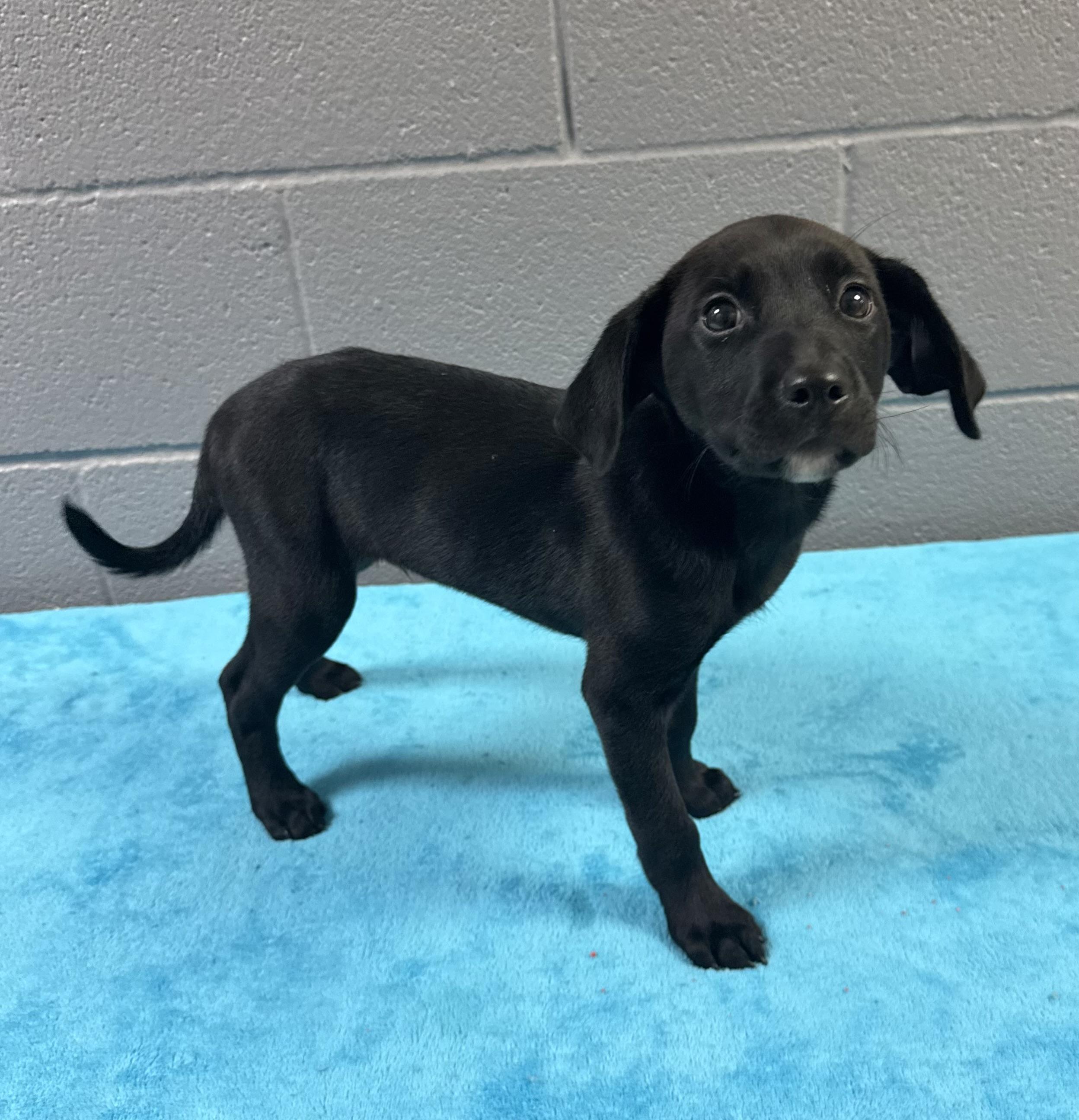 Dog for adoption - Chevy, a Black Labrador Retriever in Cincinnati, OH ...