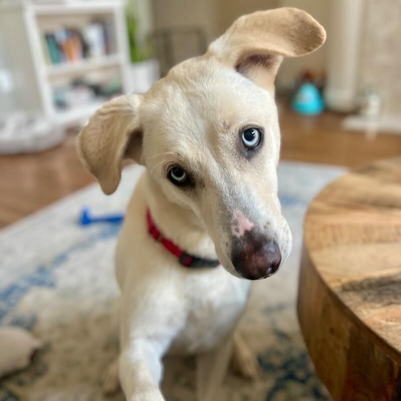 Dog for adoption - Rory right on time tv watching family girl, a Husky ...