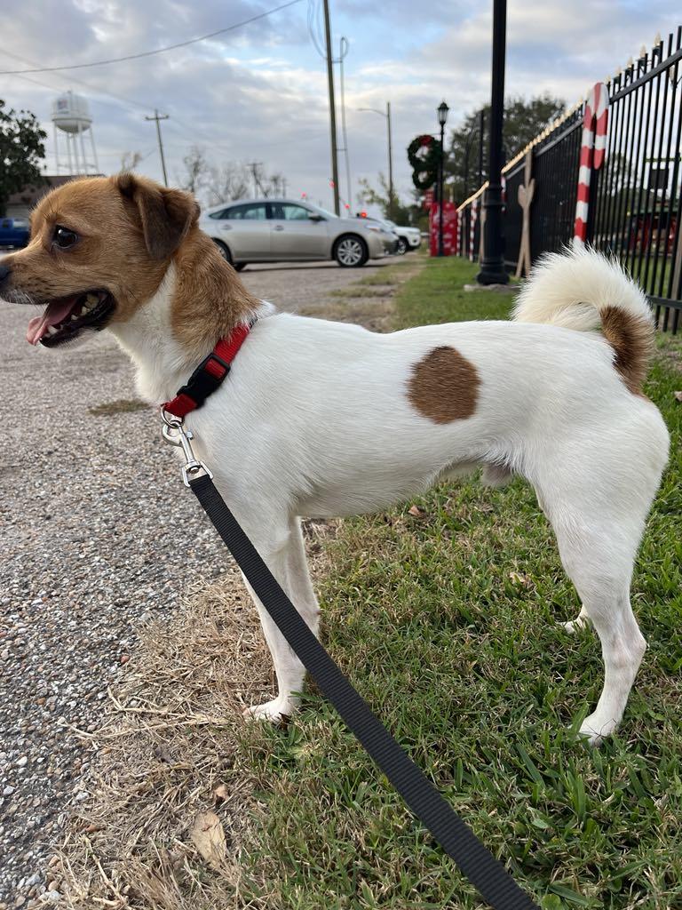 Dog for adoption - Toby, a Pekingese & Jack Russell Terrier Mix in ...